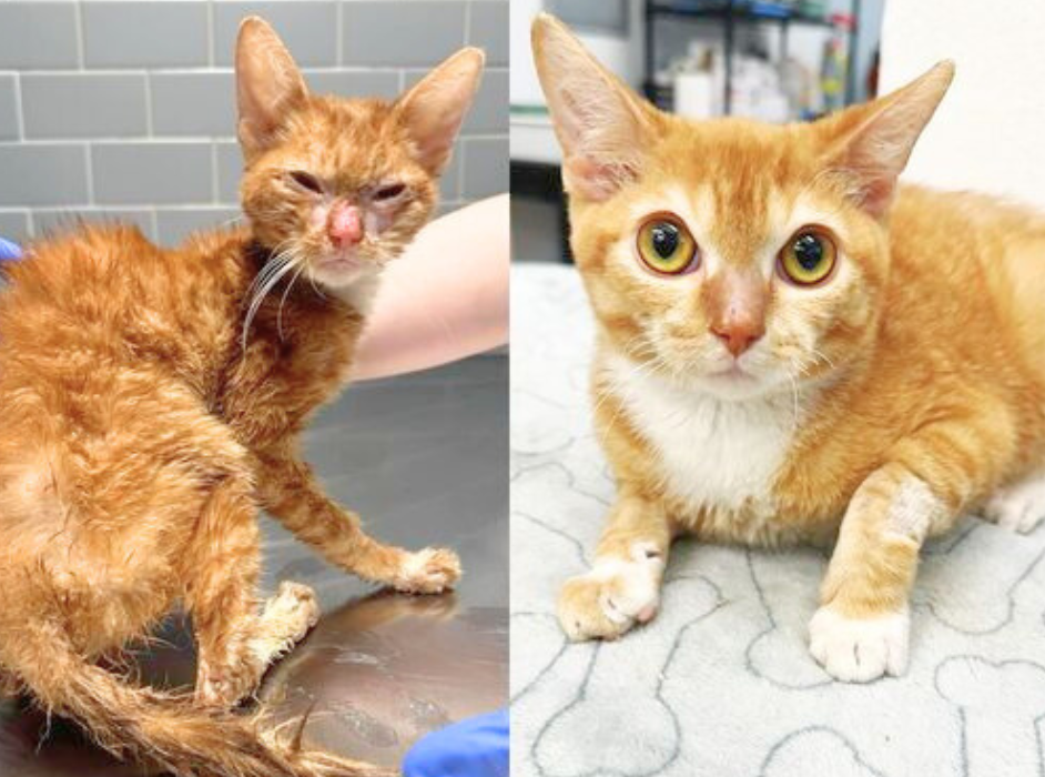 Milo the Survivor - Stray Cat Relief