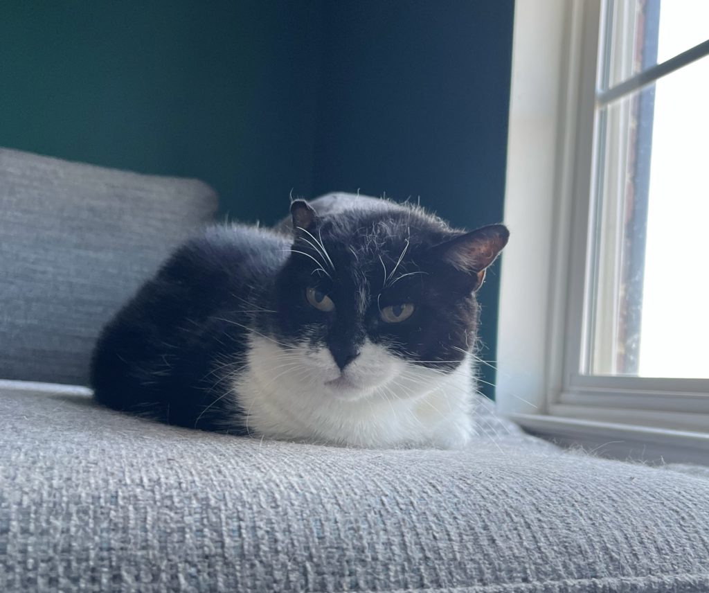 Adoptables - Stray Cat Relief Fund