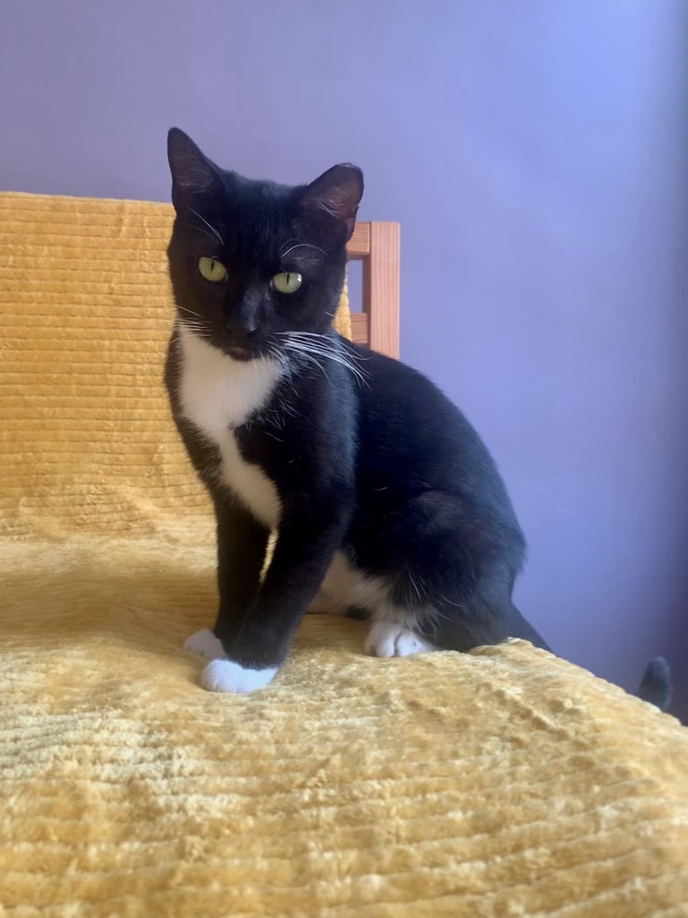 Muppet - Stray Cat Relief Fund