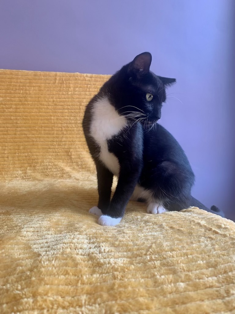 Muppet - Stray Cat Relief Fund