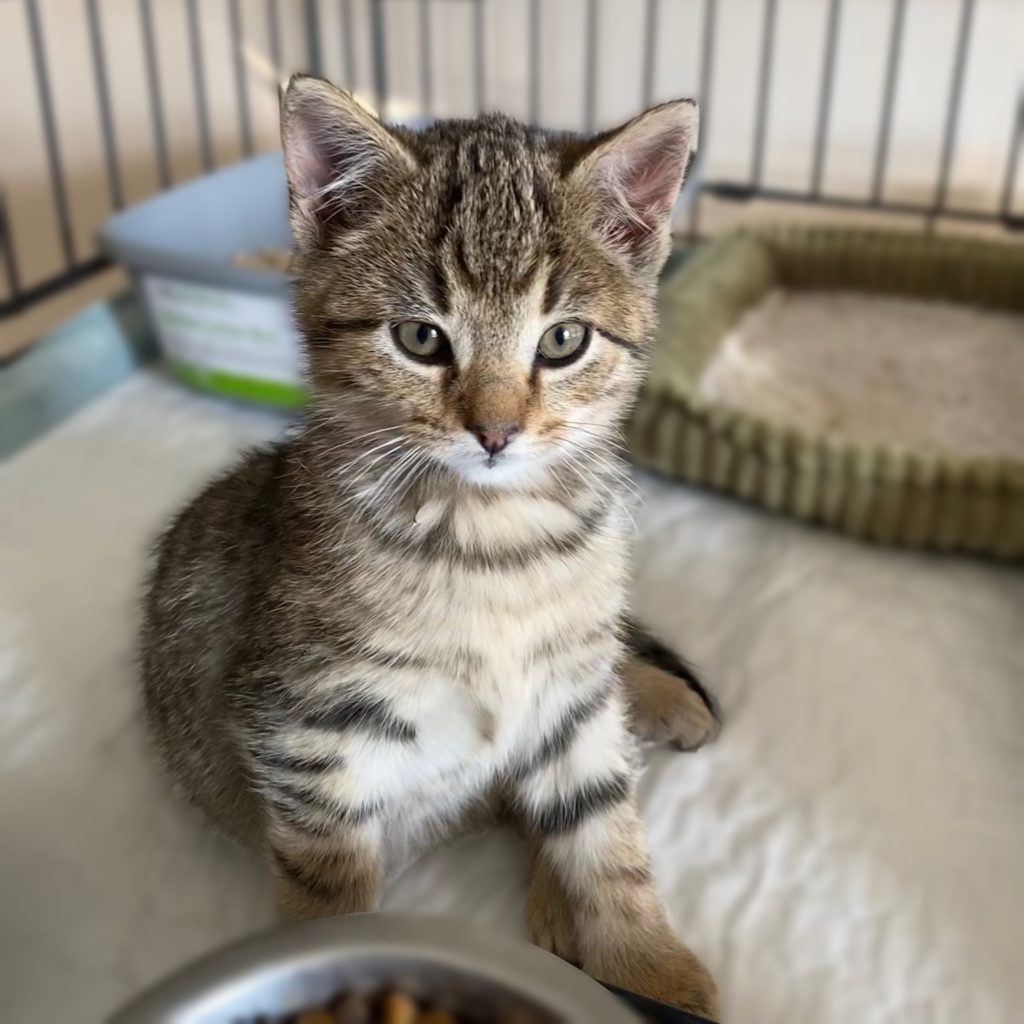 Nugget - Stray Cat Relief