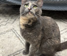 Adoptables - Stray Cat Relief Fund