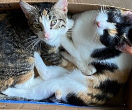 Adoptables - Stray Cat Relief Fund
