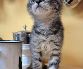 Adoptables - Stray Cat Relief Fund