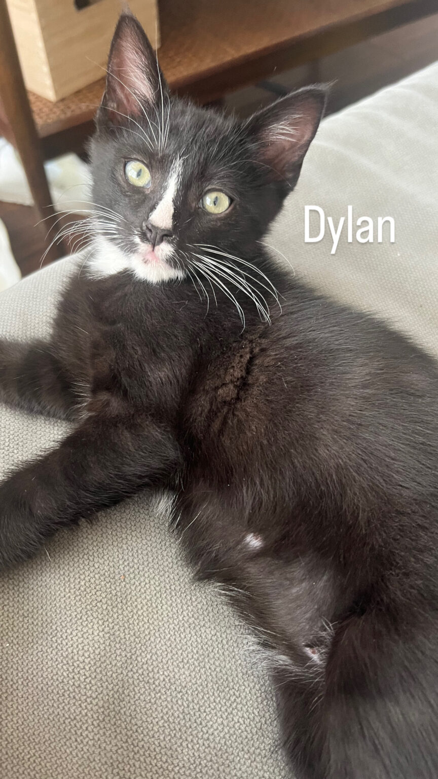 Dylan Thomas - Stray Cat Relief