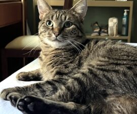 Adoptables - Stray Cat Relief Fund