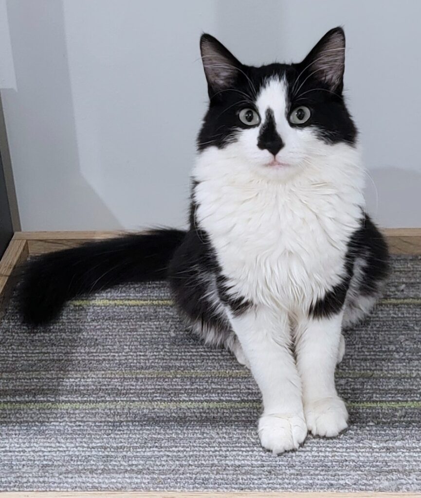 Scully - Stray Cat Relief